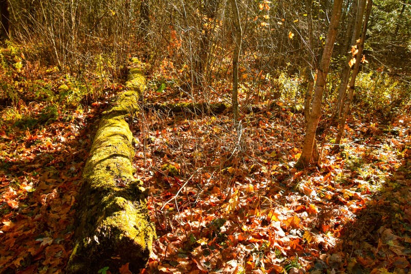 Dead Tree on the Ground in an Old Canadian Forest in Quebec Stock Photo ...