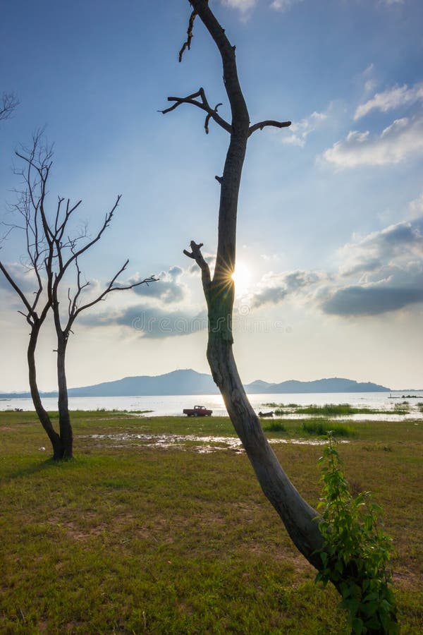 The dead tree stock photo. Image of location, alone, carolina - 45826902