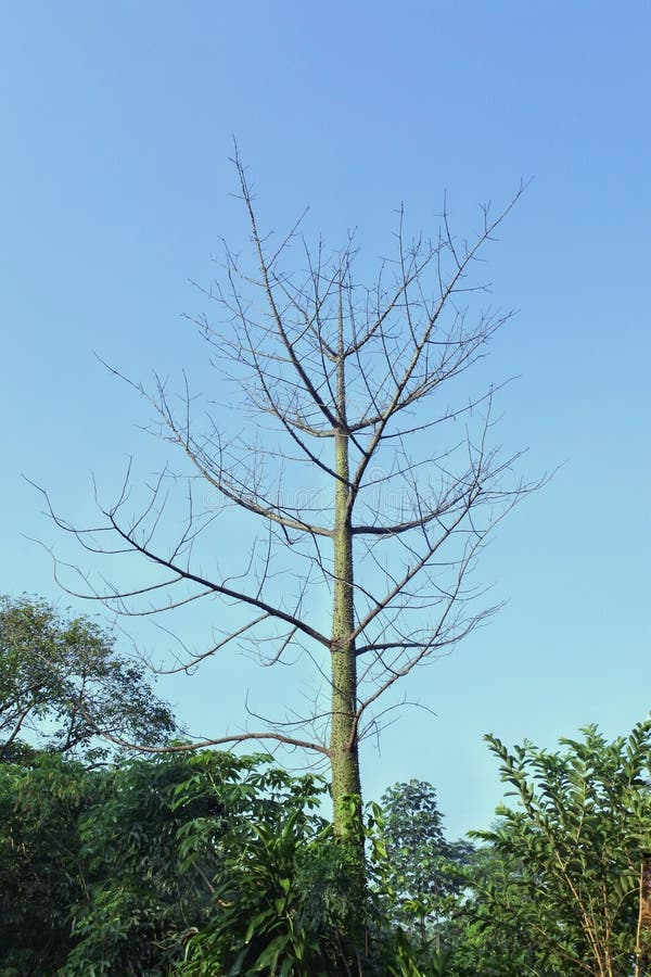 A Dead Tree among a Grove of Trees Stock Image - Image of indonesia ...