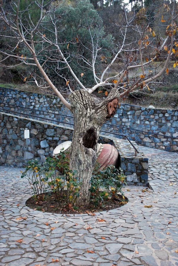 Dead tree grow again stock photo. Image of fresh, botany - 26888036