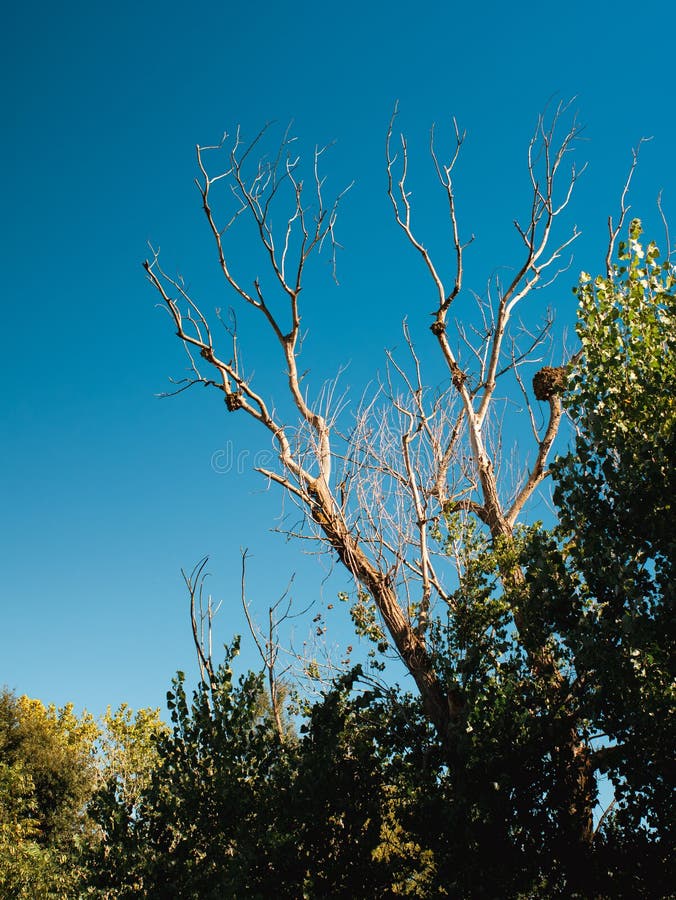 Dead Tree with Growths on Limbs in Front of a Blue Sky Stock Image ...