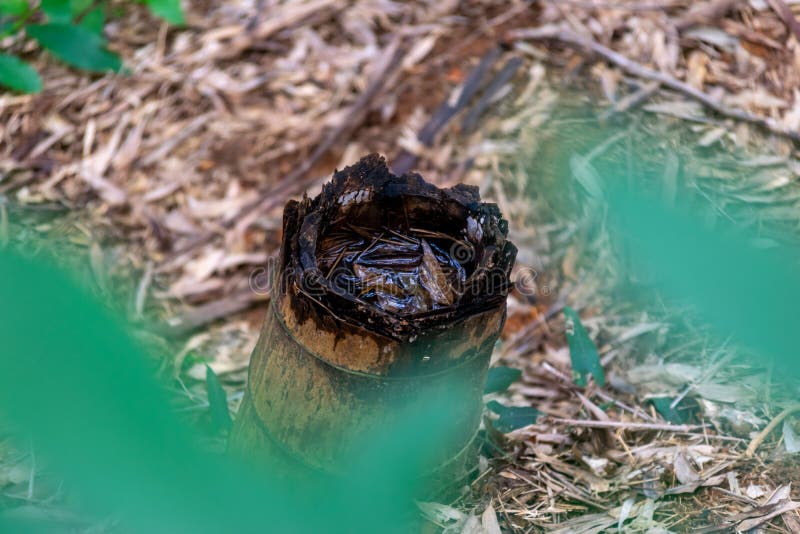 Dead heads stock image. Image of death, hora, inhumanity - 1096655