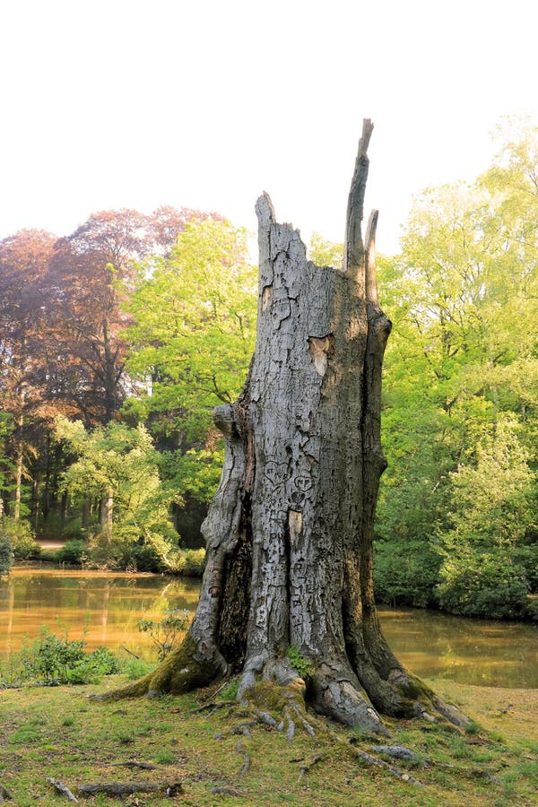 Dead Tree with Hearts Carved in a Park Stock Image - Image of ...