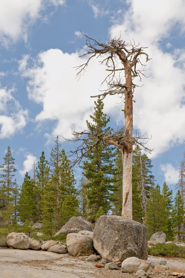 67+ Dead tree rocks Free Stock Photos - StockFreeImages