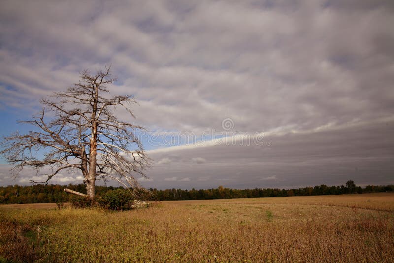 Dead Tree Indiana Farm Field Stock Image - Image of landscape, stark ...