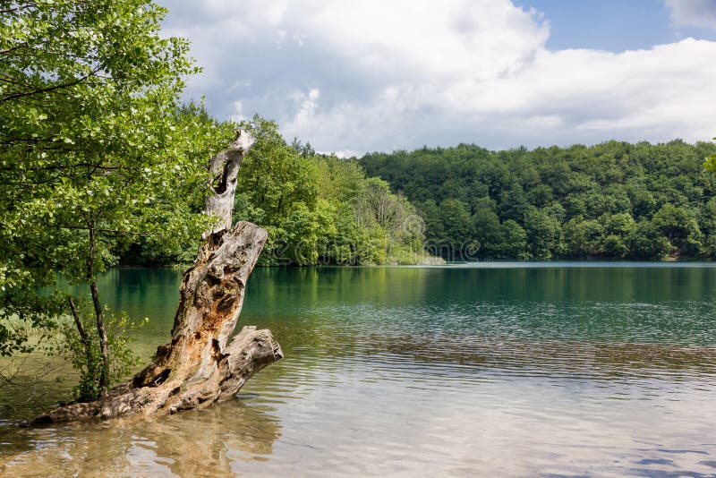 Dead Tree Inside Lake Plitvice Lake in Croatia Stock Image - Image of ...