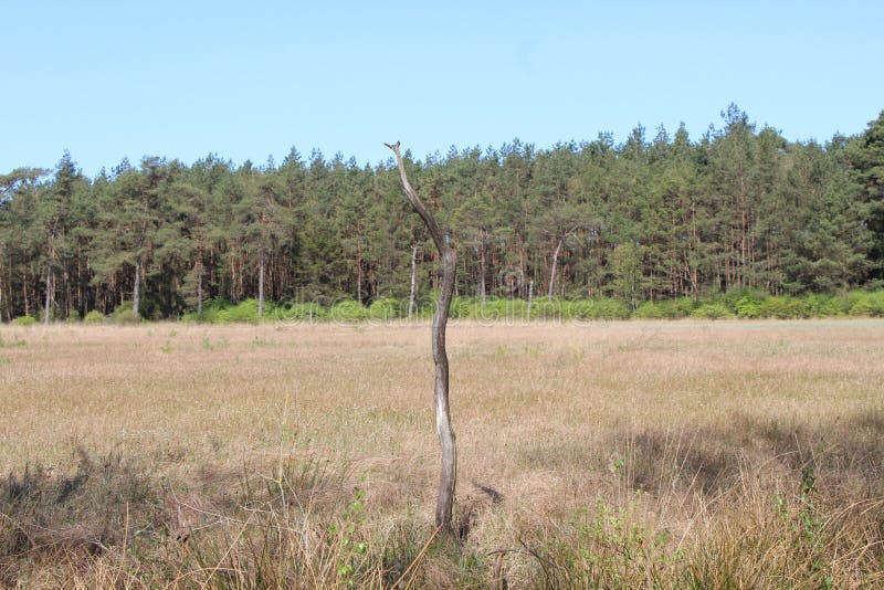 Dead Tree in a Forest Opening Stock Photo - Image of trees, rural ...