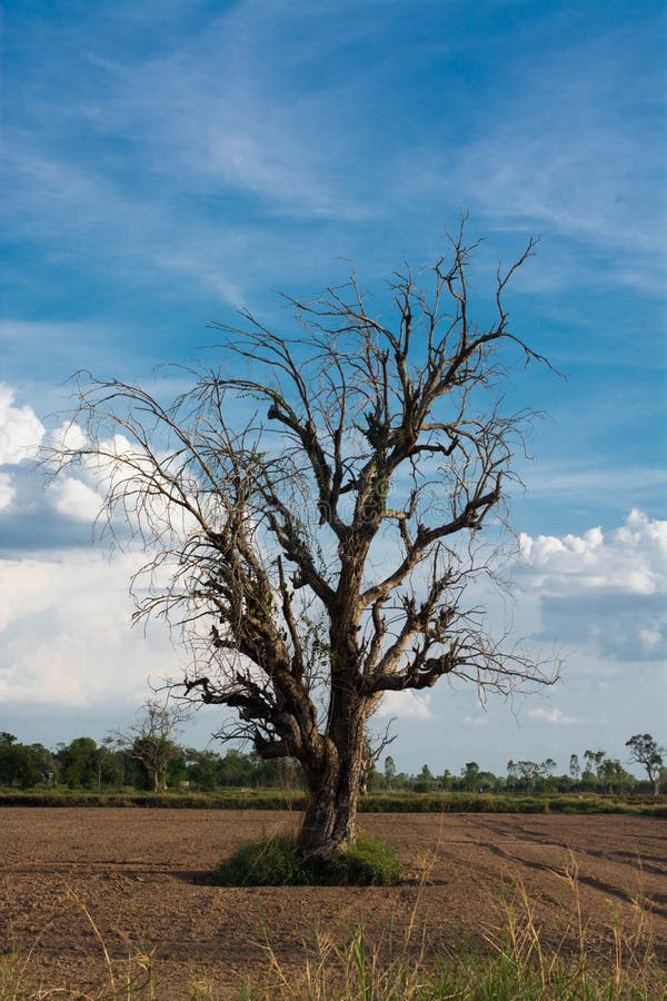 An Isolated Dead Tree In A Field Stock Image - Image of death, leafless ...