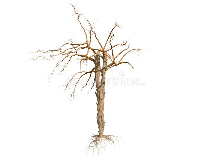 Dead Tree Isolated Over a White Background Stock Illustration ...