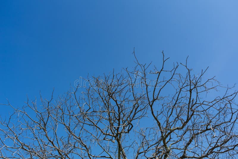 Dead Tree Isolated Split White Background Stock Photo - Image of leaf ...