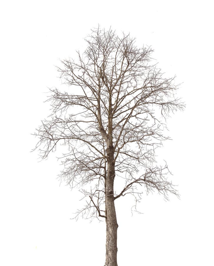 1,313 Dead Bush Isolated White Background Stock Photos - Free & Royalty ...