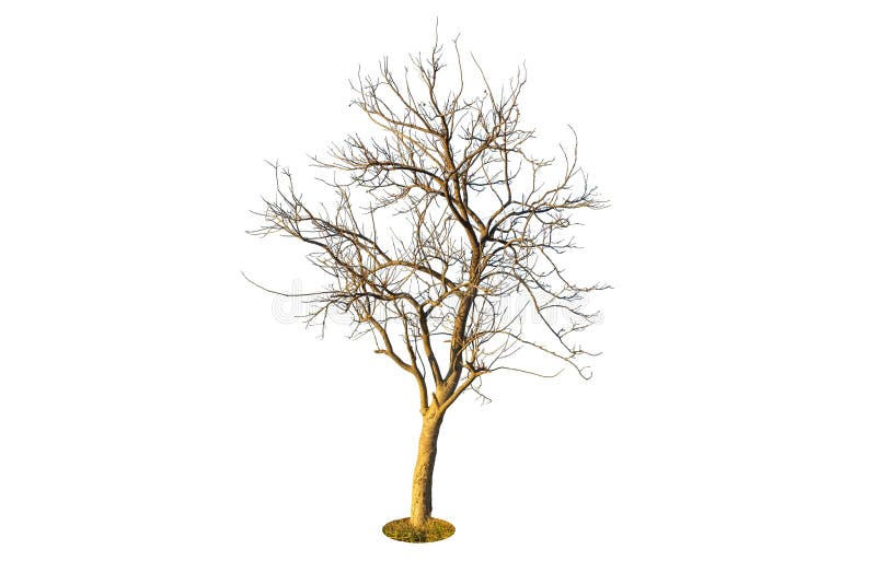 Dead tree stock image. Image of botanical, ecology, dead - 205615857