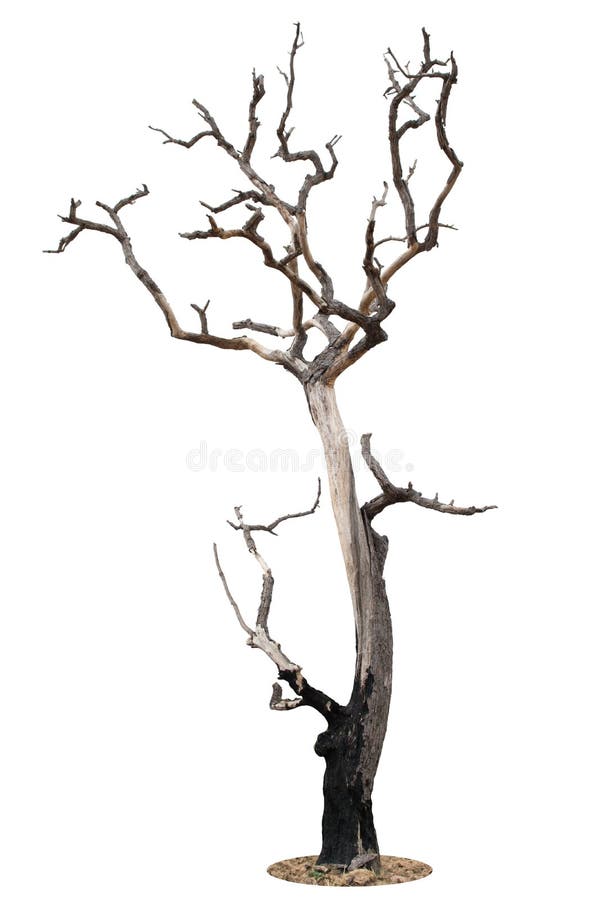 Dead tree stock photo. Image of wood, branches, tree - 20682952