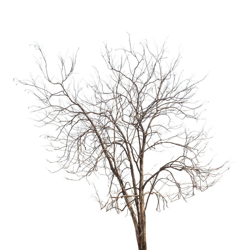 Dead tree isolated stock photo. Image of crooked, natural - 86642620