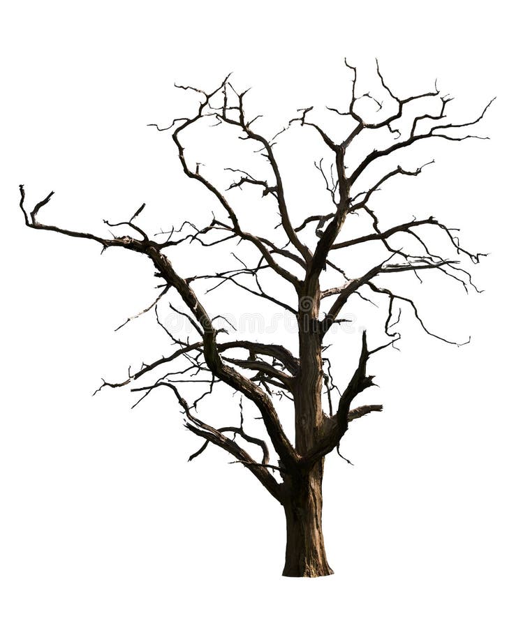 Dead Tree stock image. Image of large, element, hollow - 93101953