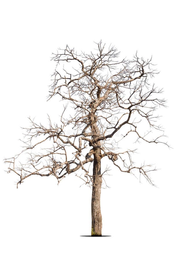 Dead Tree Isolated on a White Background Stock Image - Image of wood ...
