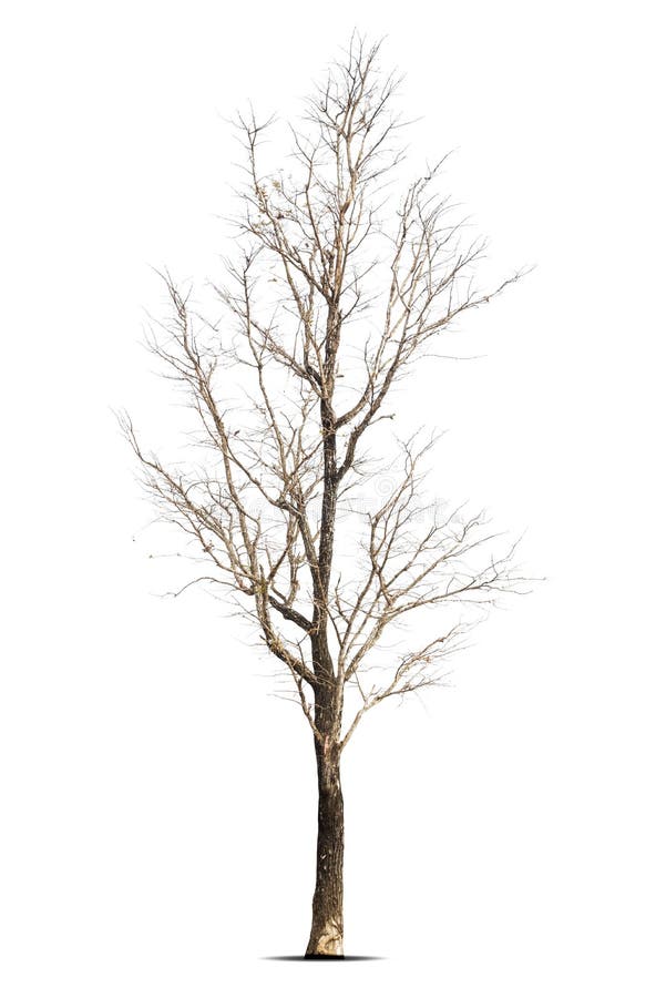 Dead Tree Isolated on a White Background Stock Image - Image of wood ...