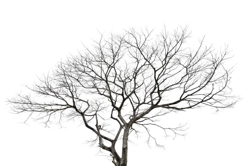 Dead Tree Isolated on a White Background, Clipping Path Stock Image ...