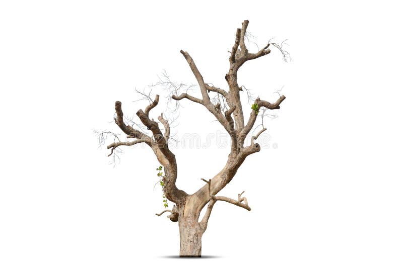 Dead Tree Isolated on a White Background Stock Image - Image of wood ...