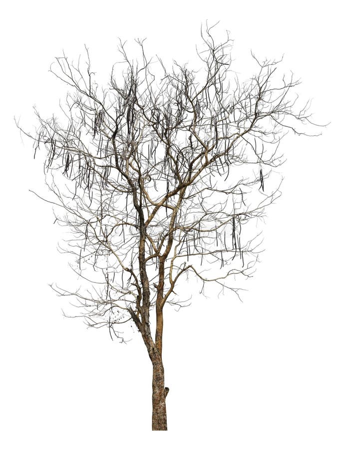 Dead Tree Isolated on a White Background, Clipping Path Stock Image ...
