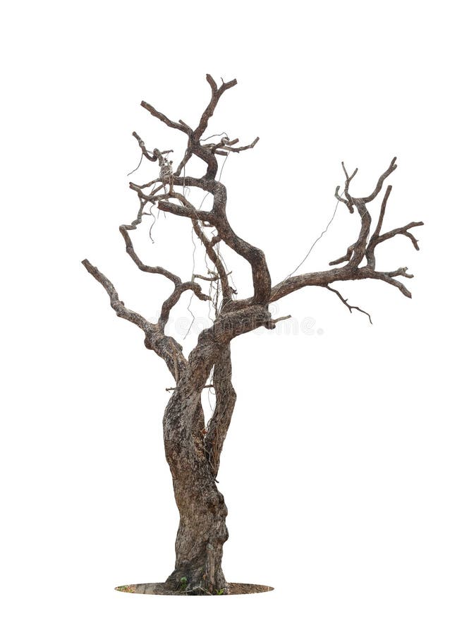 Dead Tree Isolated on a White Background Stock Image - Image of wood ...