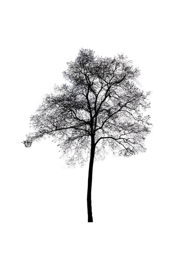 Dead Tree Silhouette. Dry Oak Crown without Leafs Isolated on White ...