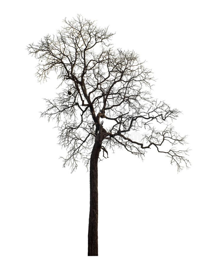 126 Dead Tree Isolated White Background Clipping Path Alpha Channel ...