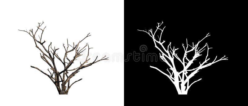 Dead Tree Isolated on White Background with Clipping Path and Alpha ...