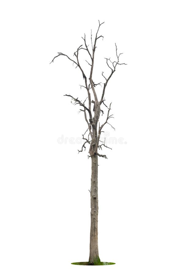 Dead Tree on Blue Sky Background, Stock Image - Image of detail, blue ...
