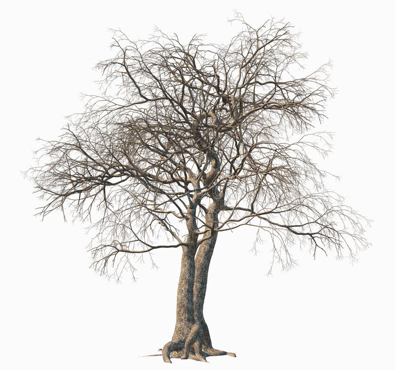Dead Tree Isolated on White Background. Stock Illustration ...