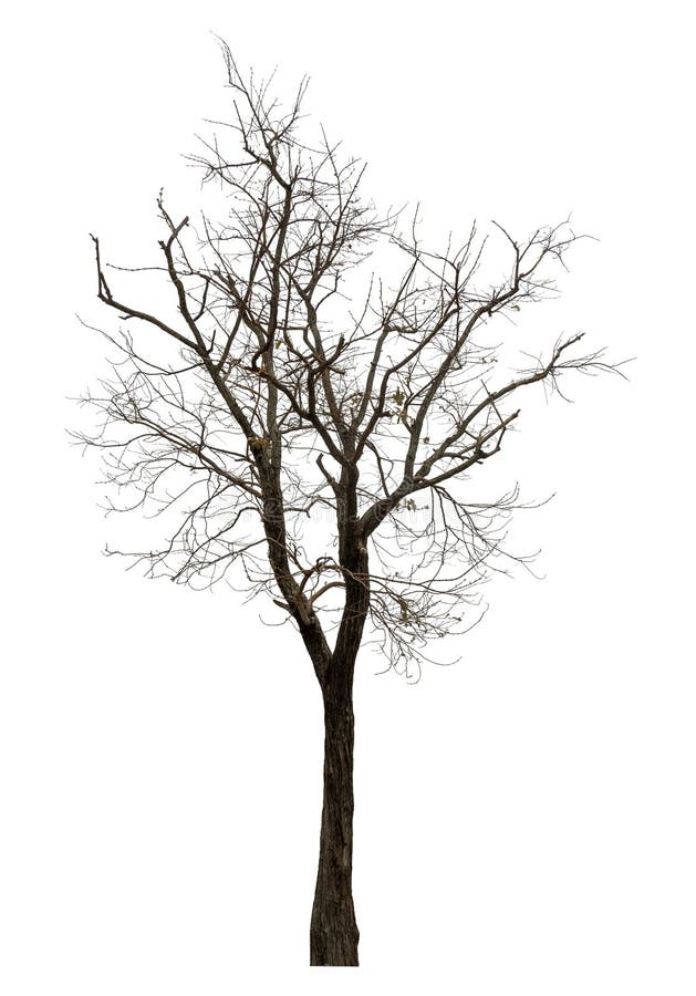 Dead Tree Isolated on White Background, Suitable for Both Print and Web ...