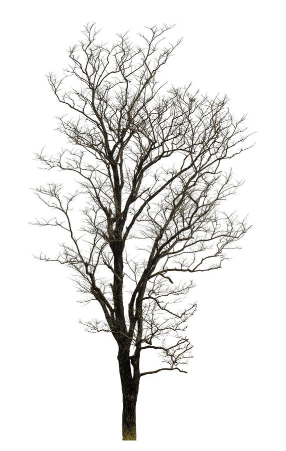 Dead Tree Isolated on White Background, Suitable for Both Print and Web ...
