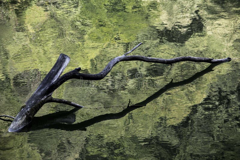 A dead tree and its shadow stock photo. Image of tree - 57456036