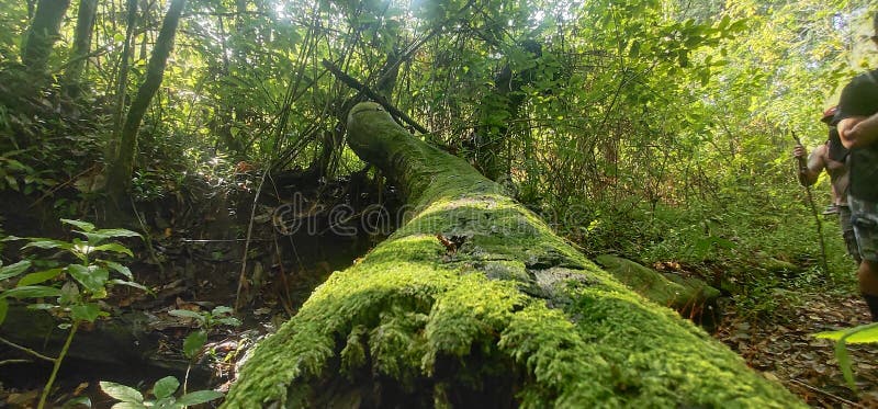 Dead tree in the jungle stock photo. Image of forest - 222352602