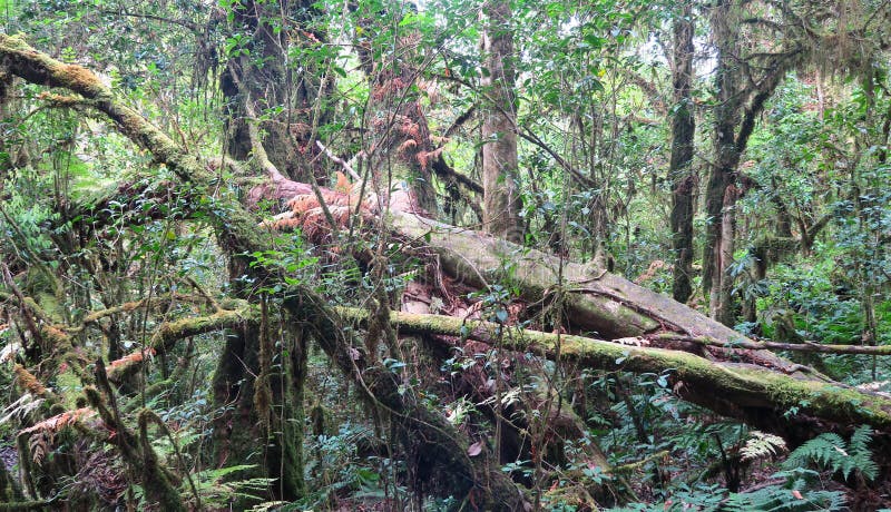 Dead tree in the jungle stock photo. Image of moss, hiking - 90412492