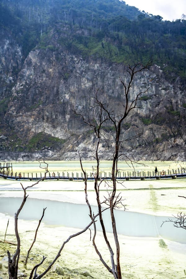 Dead Tree in Kawah Putih Crater Lake in Ciwidey West Java, Bandung ...