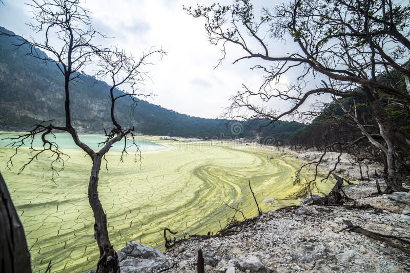 Dead Tree in Kawah Putih Crater Lake in Ciwidey West Java, Bandung ...