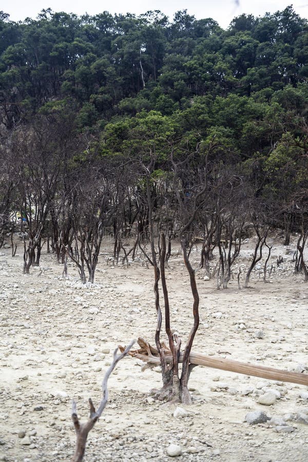 Dead Tree in Kawah Putih Crater Lake in Ciwidey West Java, Bandung ...