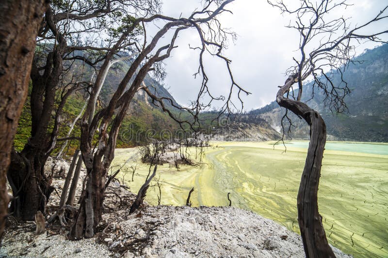 Dead Tree in Kawah Putih Crater Lake in Ciwidey West Java, Bandung ...