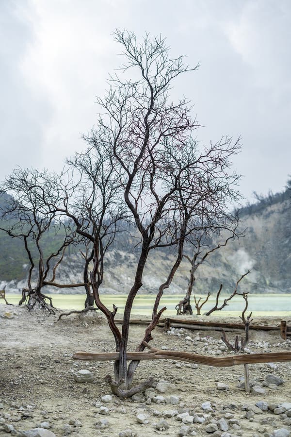 Dead Tree in Kawah Putih Crater Lake in Ciwidey West Java, Bandung ...