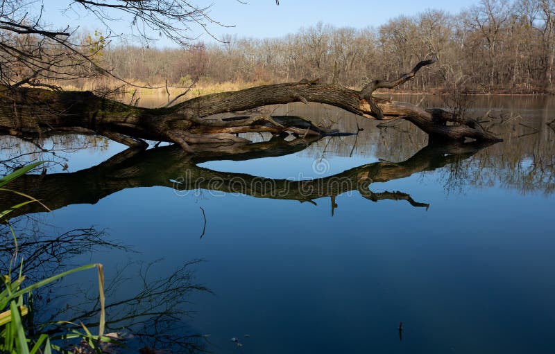 Dead tree on lake stock photo. Image of beautiful, fresh - 238926480