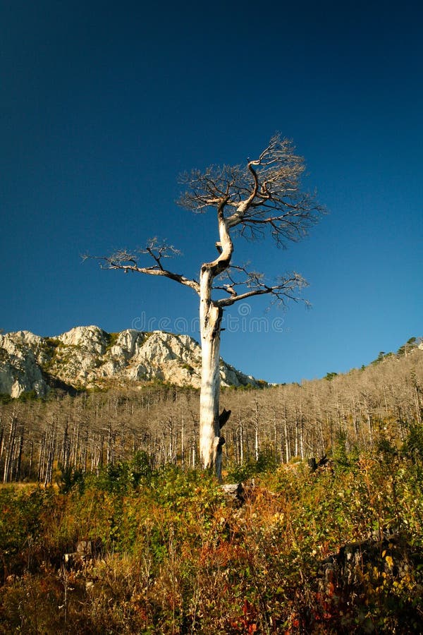 Dead tree landscape stock image. Image of environment - 24207665