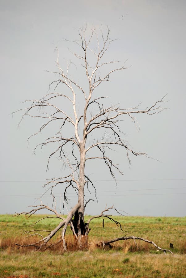 Dead Tree Landscape stock photo. Image of destroyed, dead - 7402216
