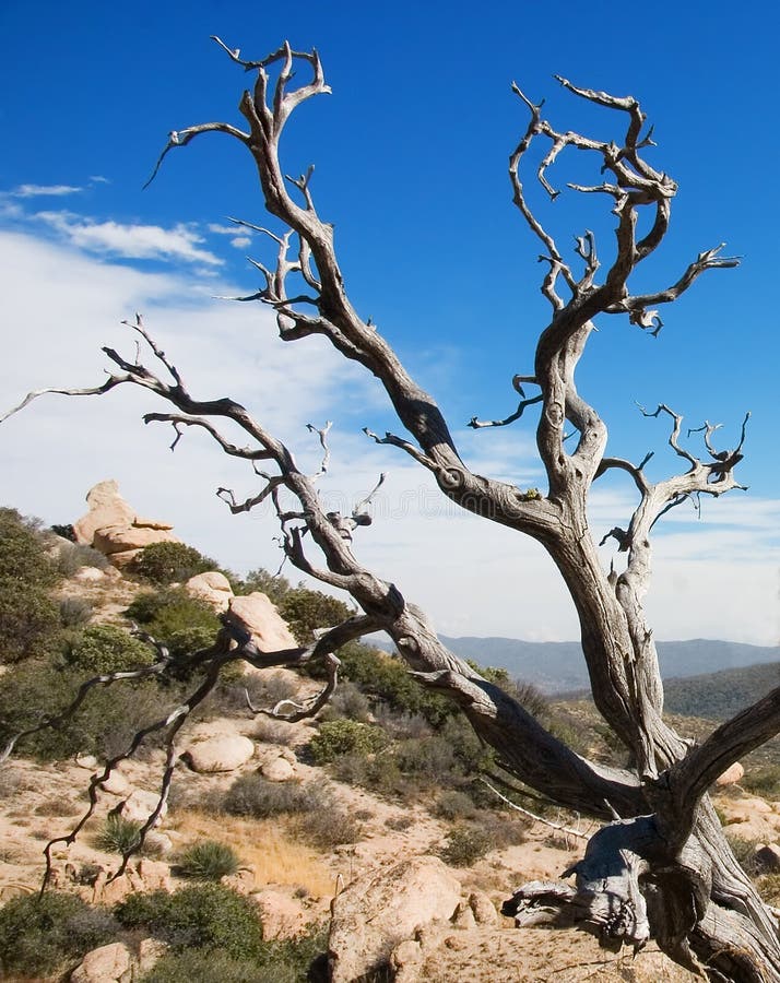 Dead Tree Landscape Horizontal Stock Image - Image of plant, tree: 295195