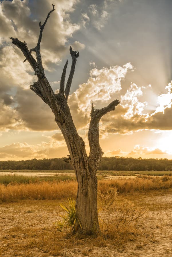 Dead Tree Landscape in a Marsh at Sunset Stock Image - Image of creepy ...