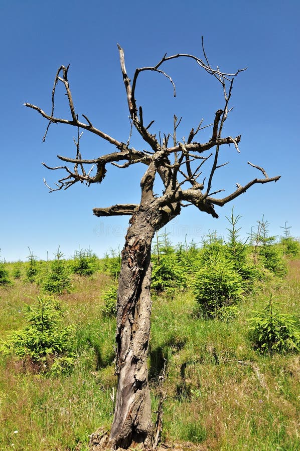 Dead tree in the landscape stock photo. Image of garden - 91959664