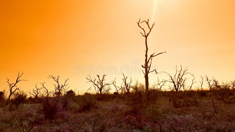 Dead tree landscape stock photo. Image of sunlight, thousands - 68867486