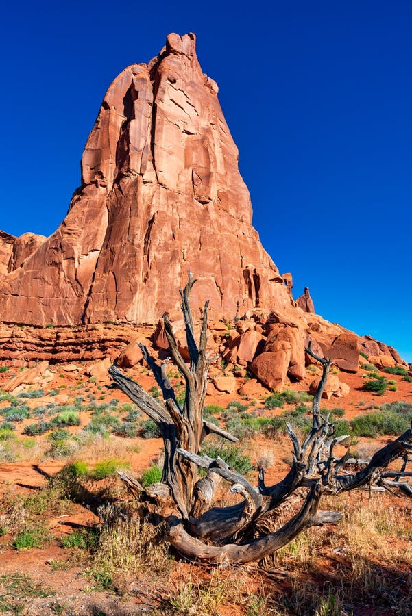 Dead Tree with Large Stone Formations in Monument Valley Stock Photo ...