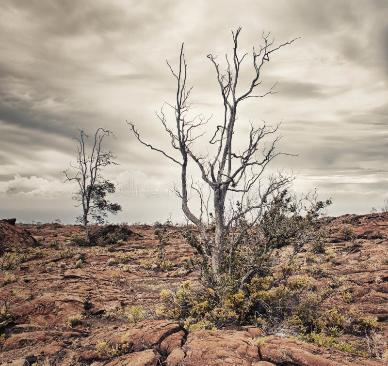 Dead tree on lava stock image. Image of natural, gray - 24854379