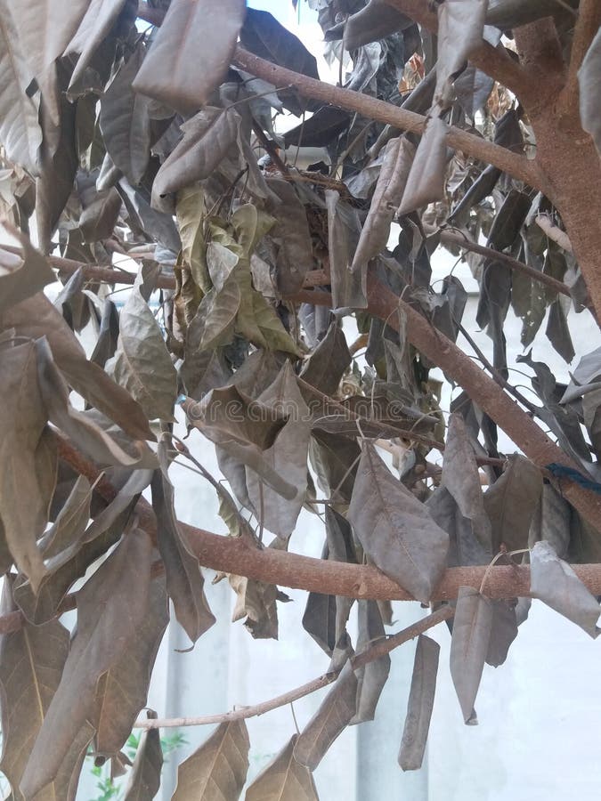 Dead tree leaf stock photo. Image of natural, plant - 254537204